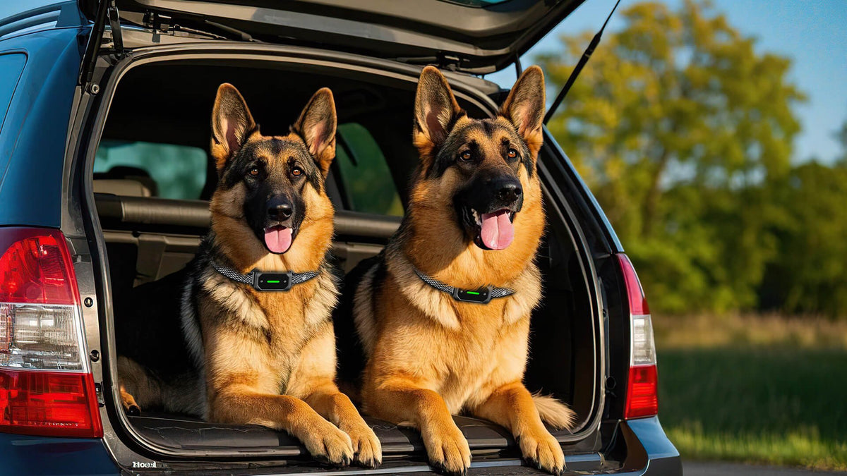 A Step-by-Step Guide to Using a Remote Dog Training Collar – MASBRILL